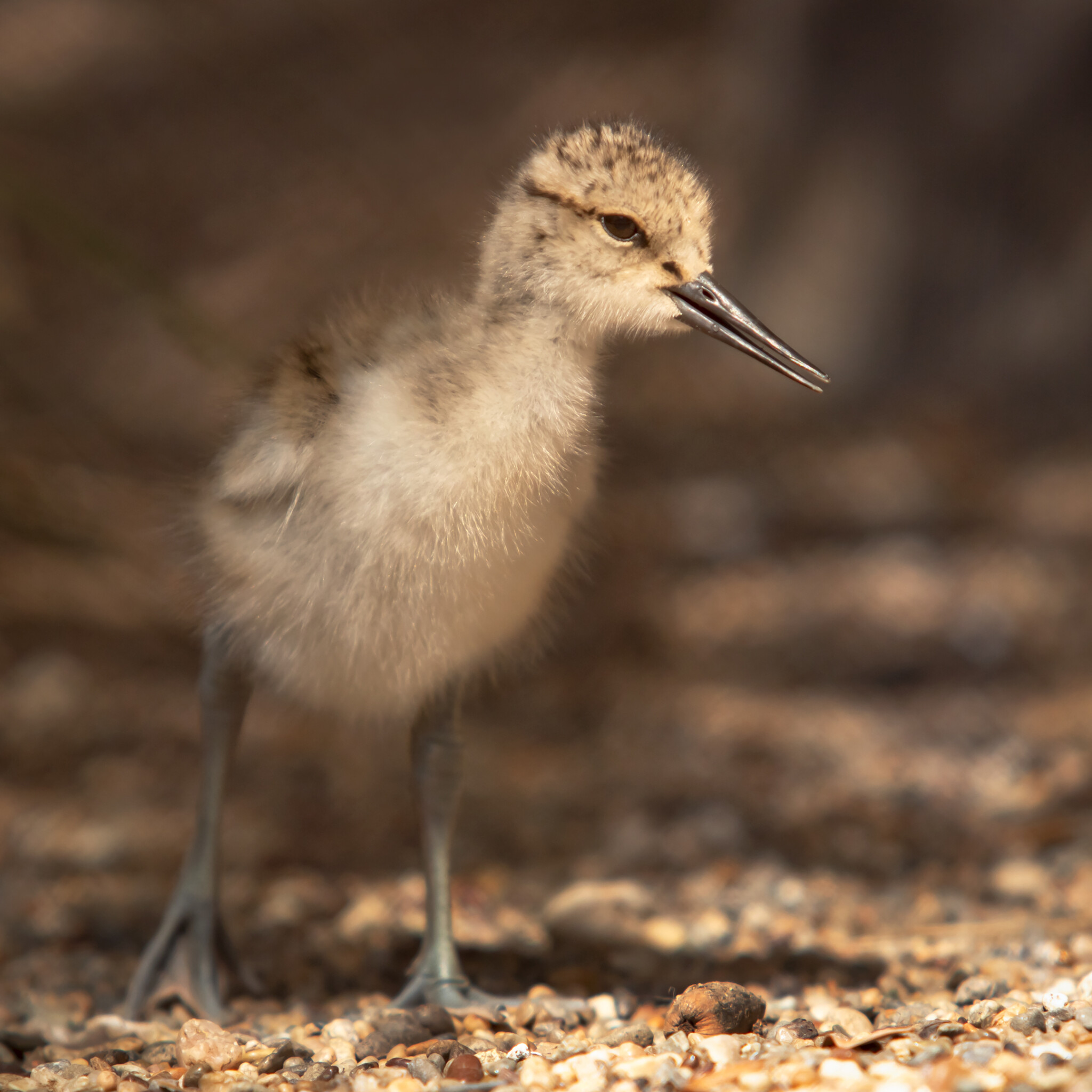 Aquarium of the Pacific welcome five new fuzzy baby American avocet ...