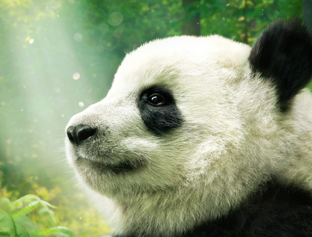 Experience the world of PANDAS - Socalthrills.com